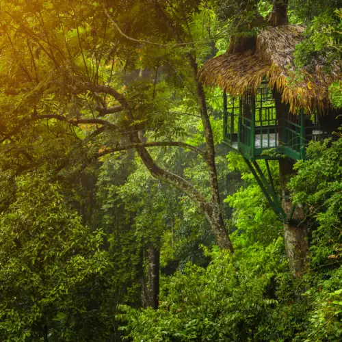 Flying Dragons Survive And They Are A Real Wonder Of Nature – Green ...