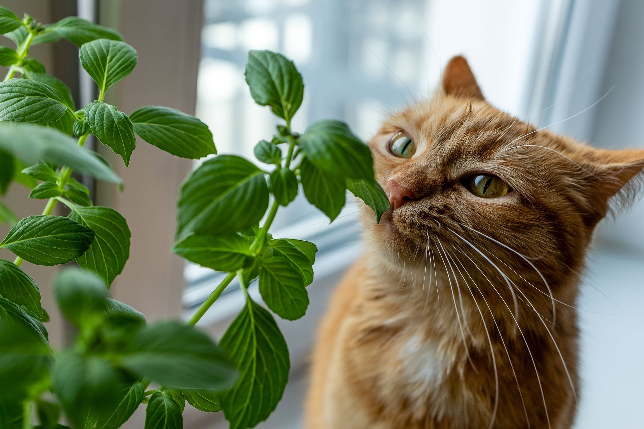 Top 11 Air-Purifying Houseplants That Are Non-Toxic for Both Dogs and ...