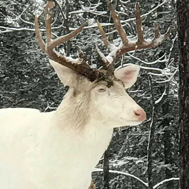 Rare Albino Buck Spotted In Northern Wisconsin – Green Living Tribe