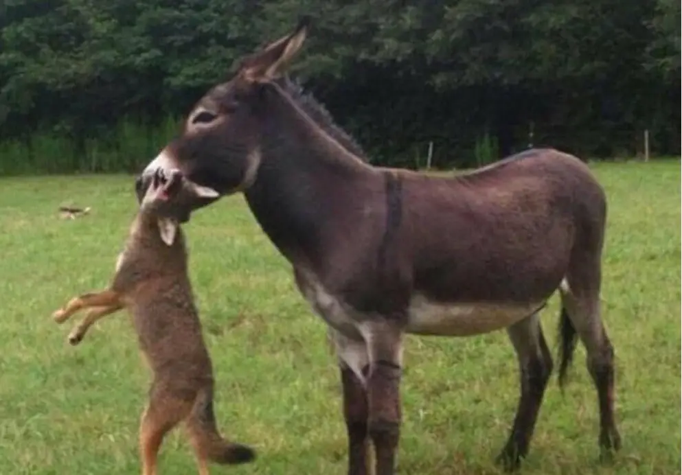 This is Why Farmers Are "Selling Their Weapons and Buying Donkeys ...