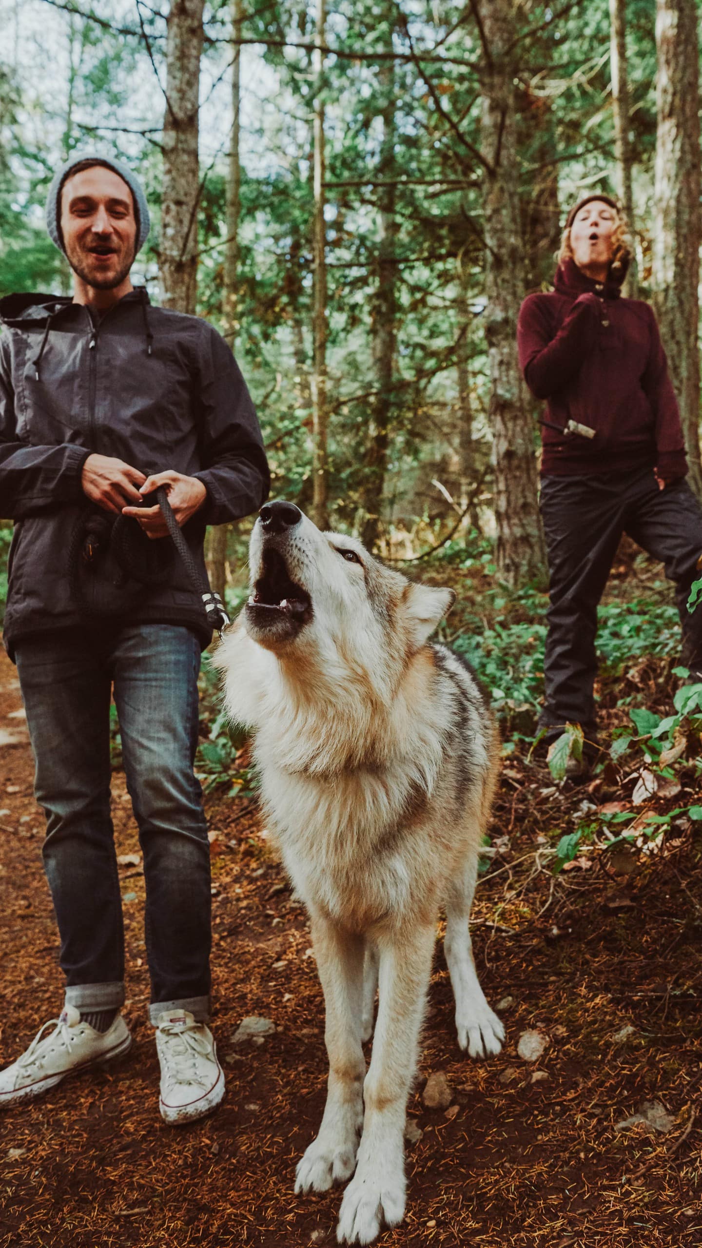 There’s an Island Full of Friendly Wolves in Washington You Can Meet ...