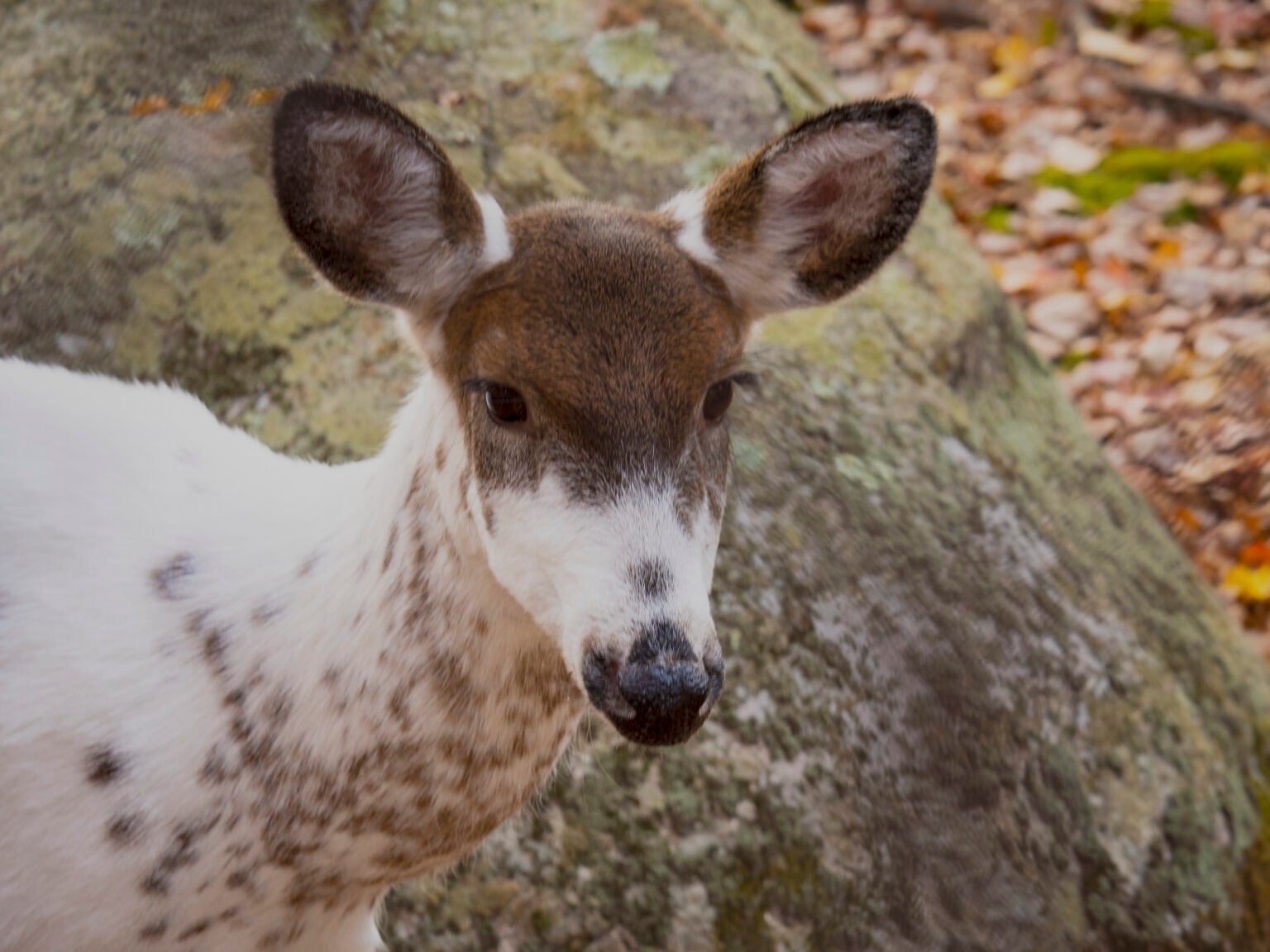 Hunter Shares the Surprising Reasons Why He Decided Not to Shoot Two of ...