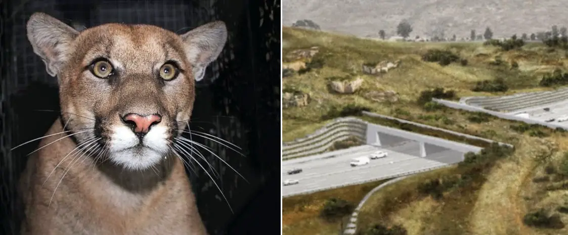 Groundbreaking Set for World's Largest Wildlife Crossing Over Bridge in ...