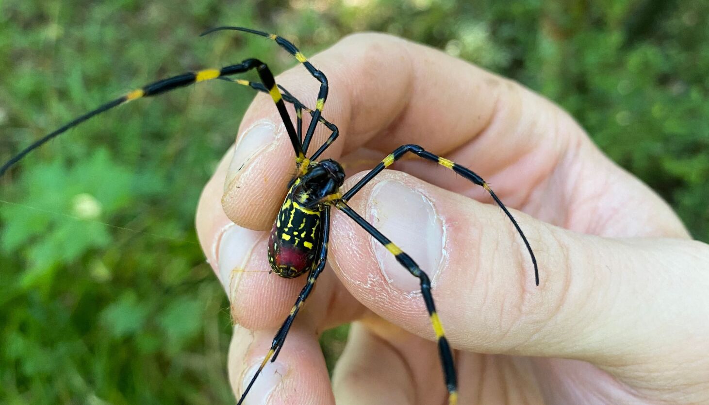 Giant Parachuting Spiders Expected to Take Over East Coast This Spring ...
