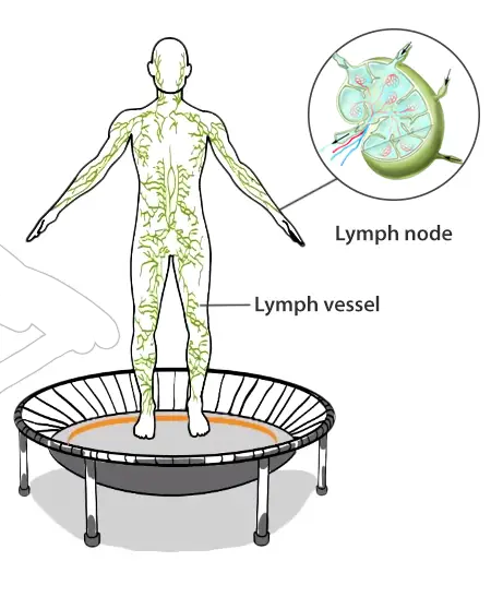 The Top 2 Science Backed Ways To Drain Lymphatic Flow 10 Times Faster ...