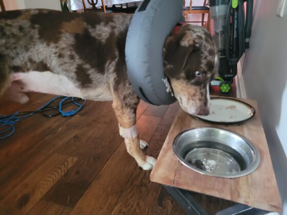 How This 10 Dollar Dog Toy Ended Up Costing This Dog Owner $3000 and ...
