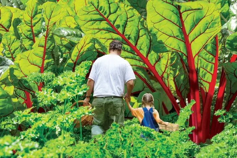 Growing Food This Spring? Pay Close Attention To These three Things And ...