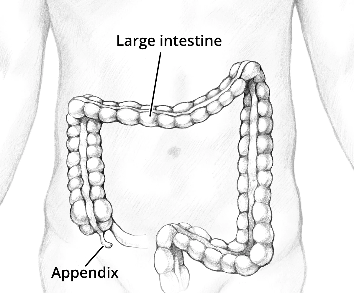 9 Crucial Things To Know About Your Body's Appendix To Keep It ...