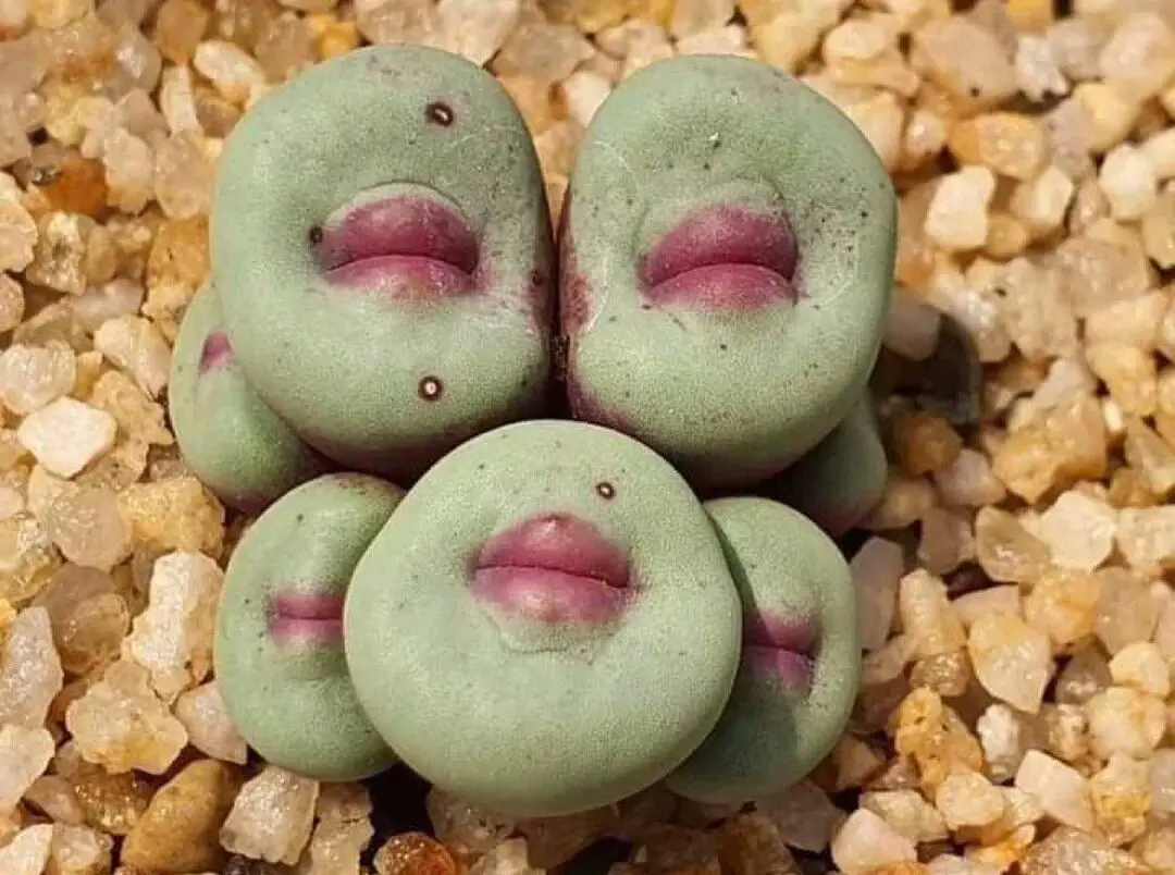 15 Interesting Plants And Fungi That Oddly Resemble Human Body Parts ...