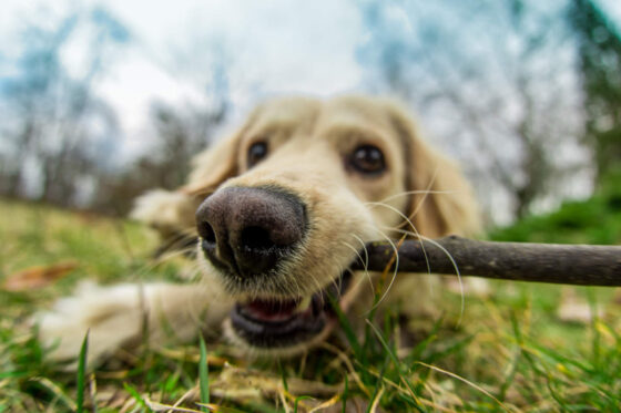 The Real Reason Your Dog Eats Sticks, Dirt, Mulch and Things in Nature ...