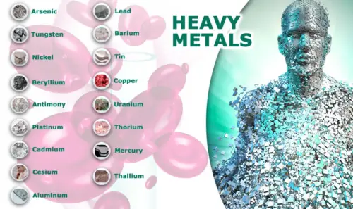 These Two Organs are Most Responsible For Removing Heavy Metals From ...