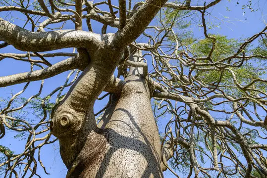 Protect Your Body Tissues (Heart, Lungs, Kidney) With This 'Miracle ...