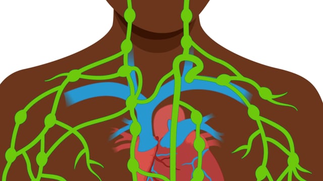 A Clogged Lymphatic System Can Lead To A Build Up Of Fluid In The Body ...