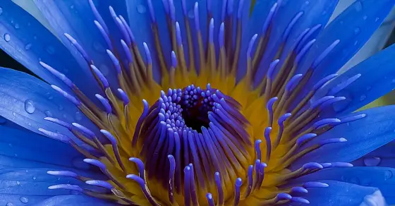 This Beautiful, Mysterious Egyptian Flower Has These Hidden 10 Health ...